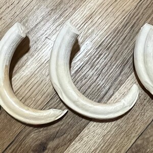XXL Replica Warthog Tusks Hand Made Resin Painted - Etsy