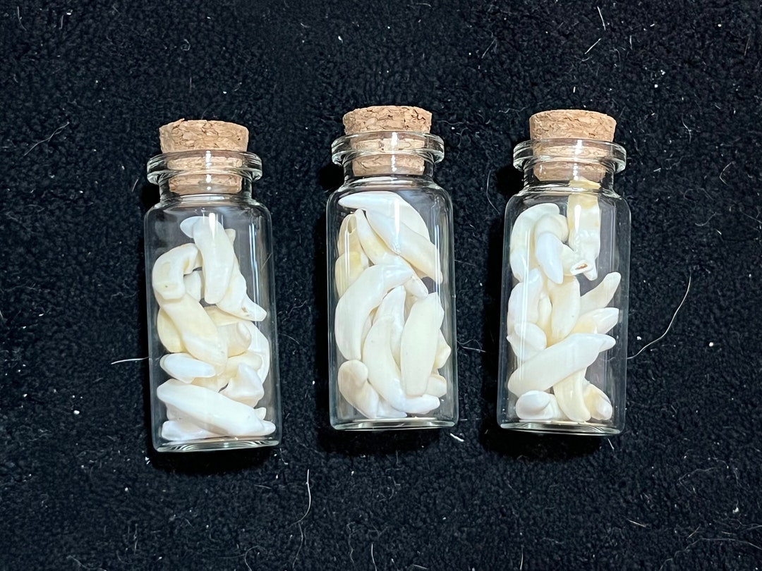 Vial of Real WOLVERINE Teeth Premium Canines or Incisors - Etsy