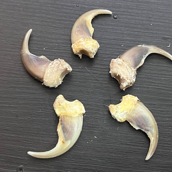 Wolverine Claws - Etsy