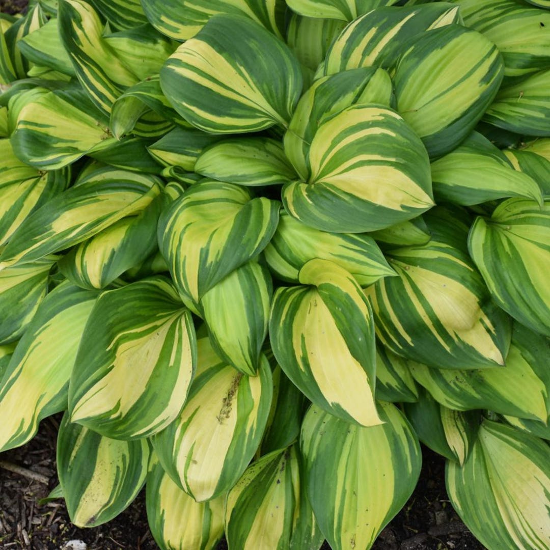 Hosta 'rainbow's End', Live Perennial Plant, Hosta Plant, Shade ...