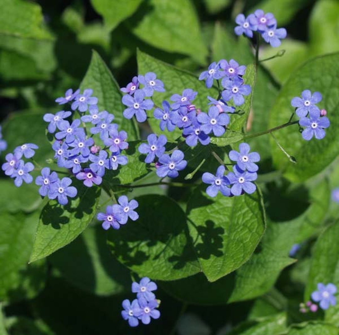 Brunnera Macrophylla, Perennial Plants, Live Plants, Shade Plants ...