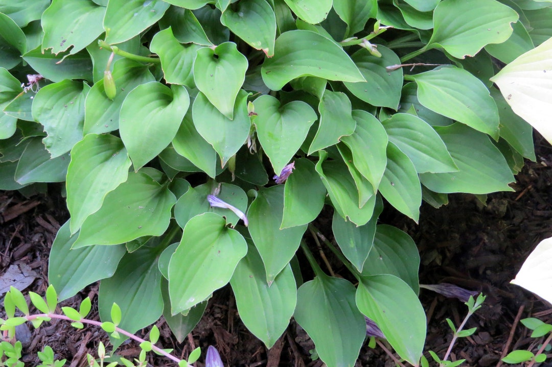 Hosta 'rock Princess', 4 Inch Miniature Hosta, Perennial Shade Plants ...