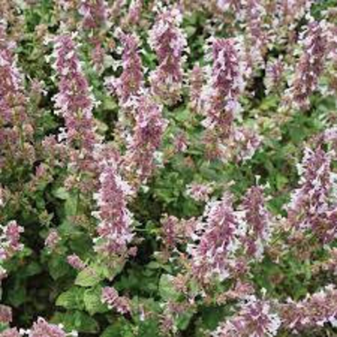 Nepeta 'whispurr Pink' Catmint, Quart Live Perennial Herb Plant, Pink ...