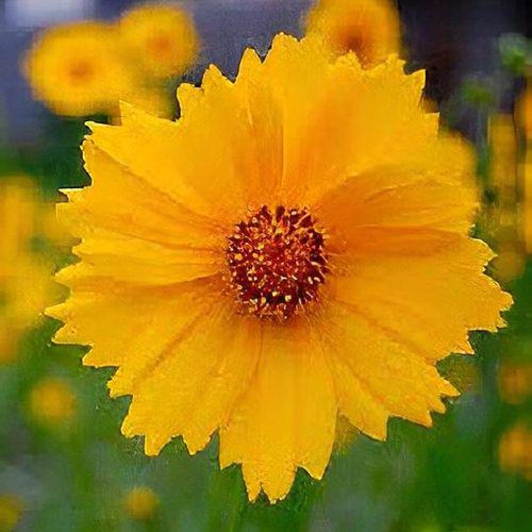 Coreopsis 'sunburst' Seeds, Propagation Seed, Spring Seed Planting ...