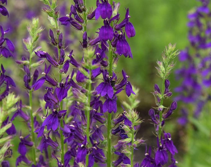 Lobelia 'starship Blue' Cardinal Flower, Quart Perennial for Shade ...