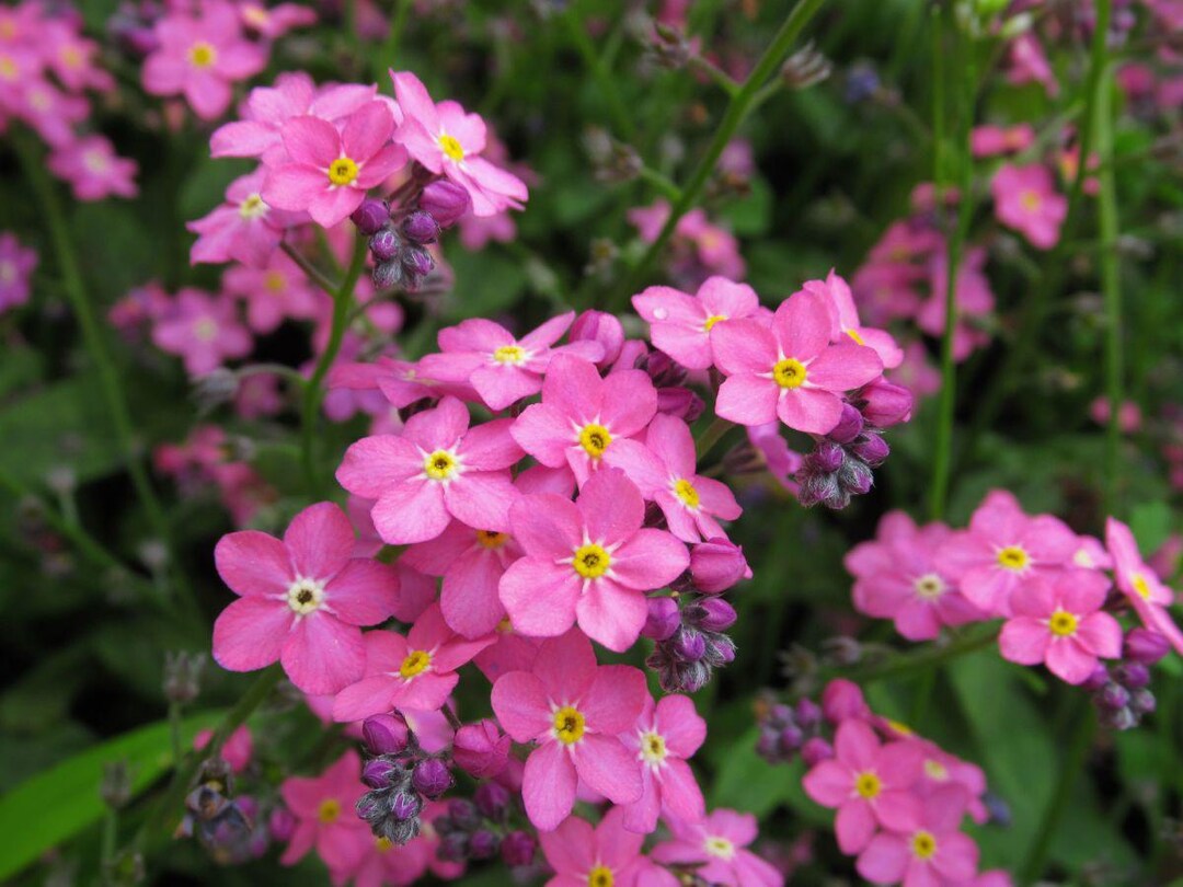Rose Forget-me-not, Quart Perennial Plant, Live Plant, Pink Flower ...