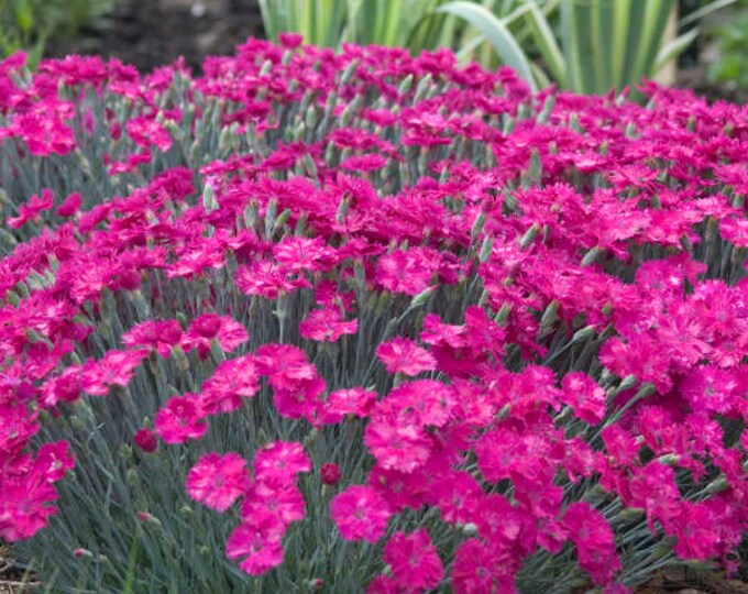 Dianthus 'neon Star', Quart Live Perennial Plant, Border Dianthus ...