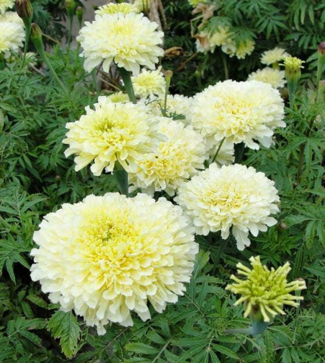 Marigold 'eskimo' Seeds, Propagation Seed, Spring Seed Planting, Seed ...