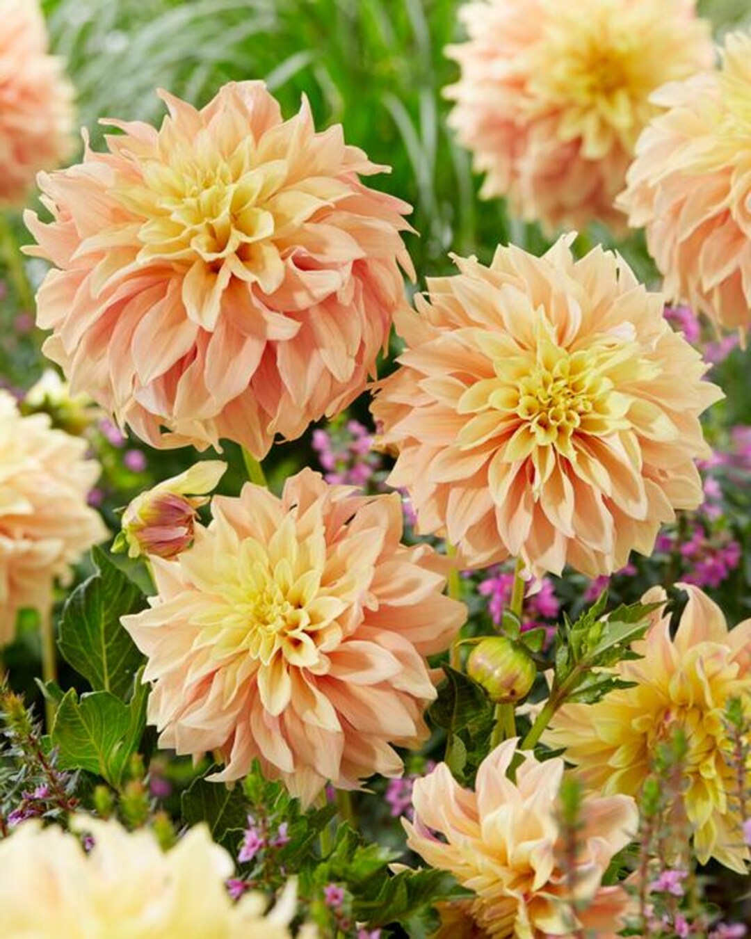 Dahlia 'blushing Lady', Spring Flower Bulb Pink, Summer Blooming Cut ...