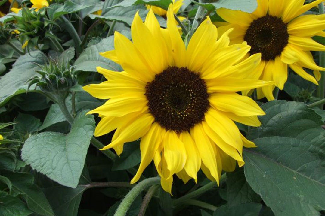 Sunflower 'choco Sun' Seeds, Seeds for Spring Propagation, Cut Flower ...