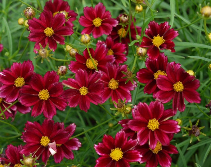 Coreopsis 'mercury Rising', Quart Live Perennial Plant for Sun,red ...