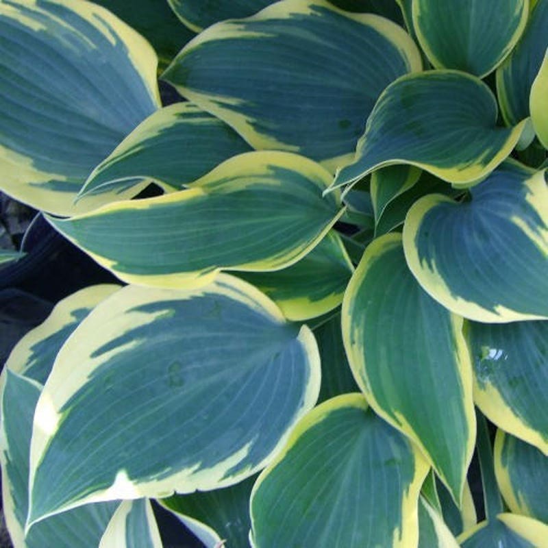 Purple Hosta Plant - Etsy