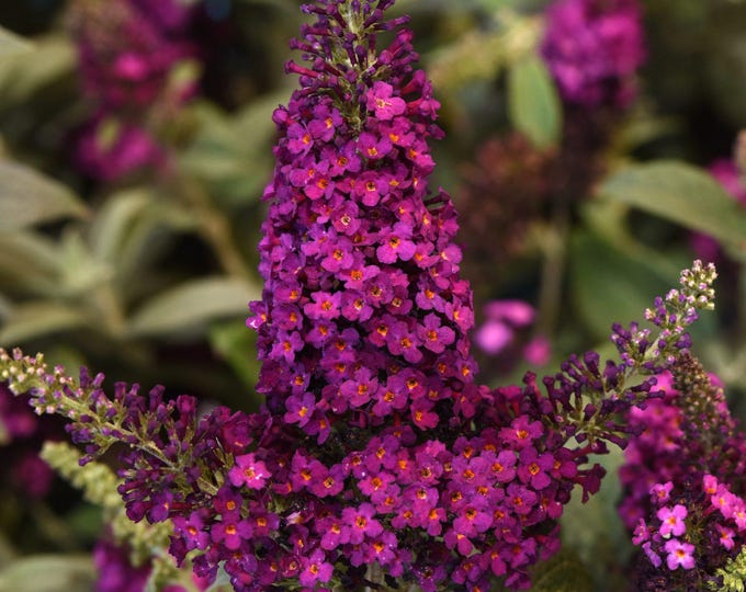 Butterfly Bush 'chrysalis Cranberry', Dwarf Buddleia Plant, Shrub Full ...