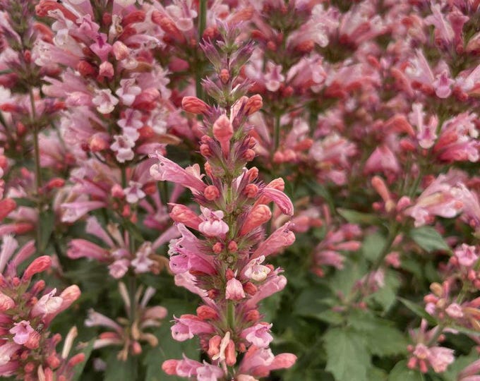 Agastache 'pink Pearl', Pink Hyssop Herb Plant, Perennials for Cottage ...