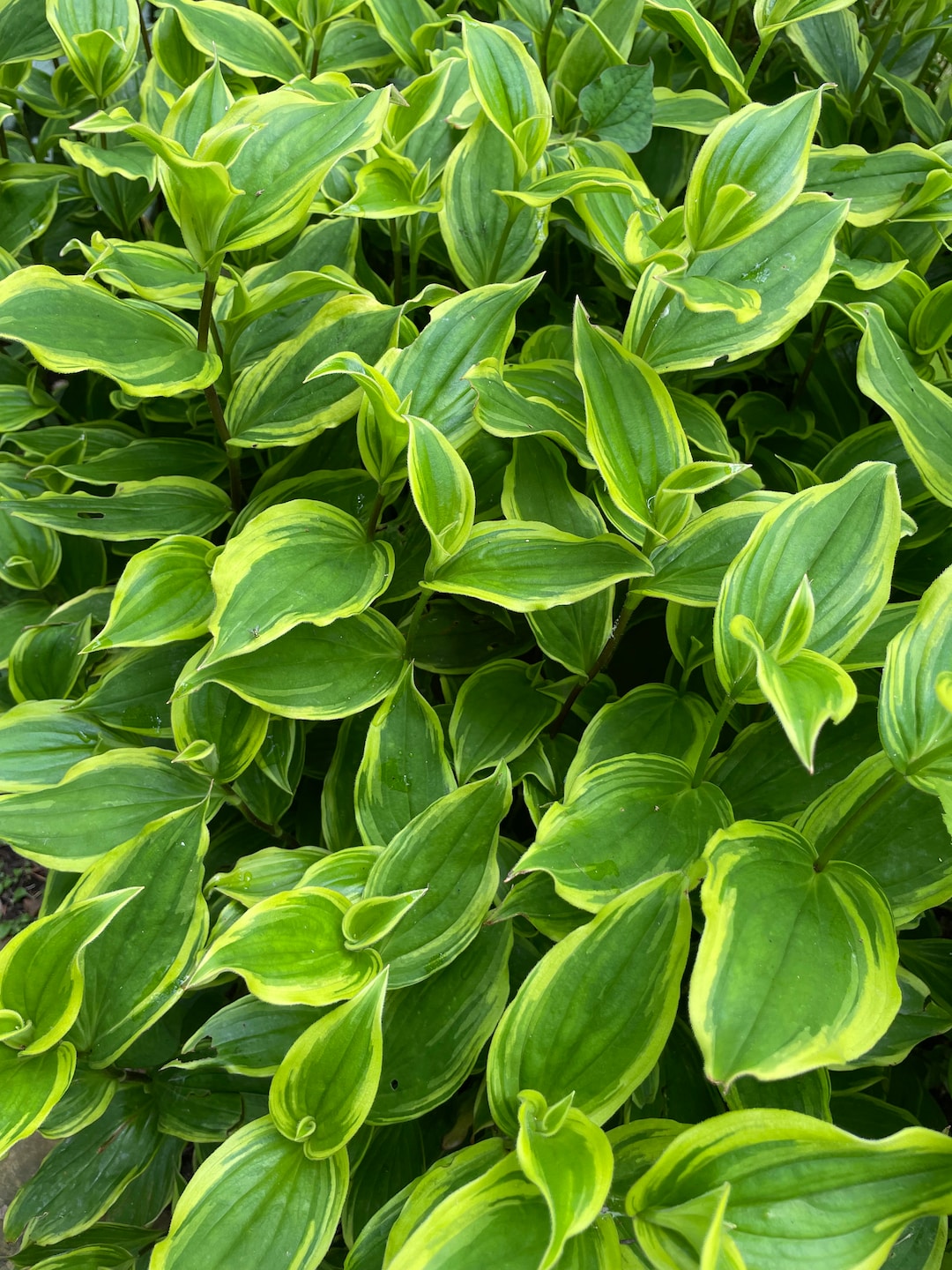 Tricytris 'samurai', Variegated Toad Lily, Live Plant Shade, Fall ...
