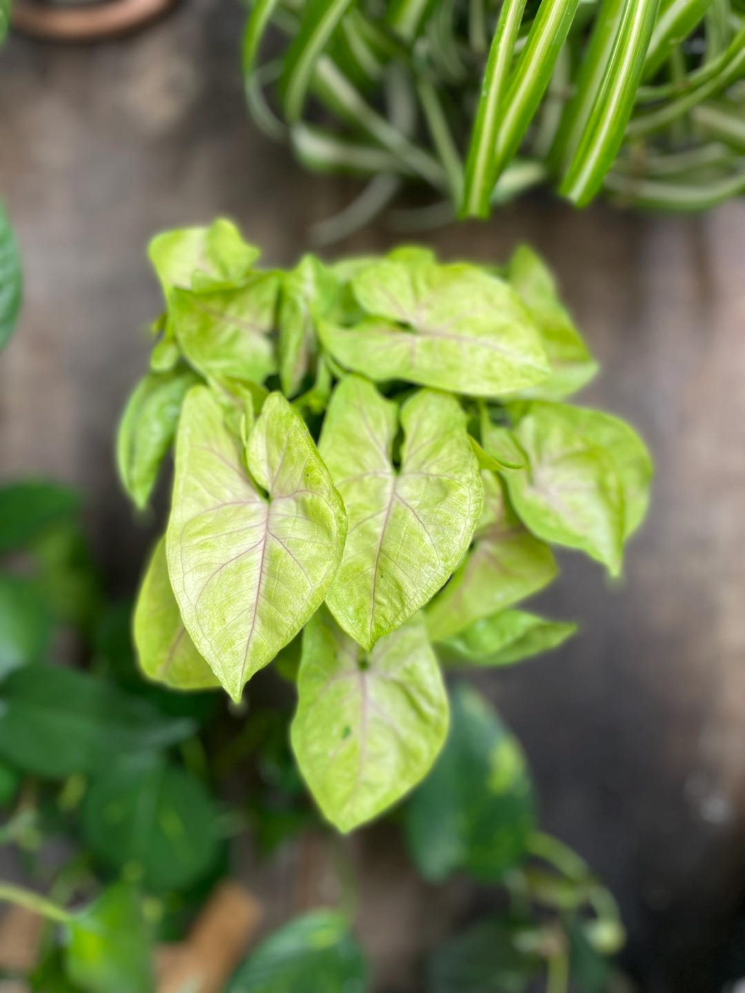 Neon Green Arrowhead Syngonium Plant, Indoor House Plant Decor, Live ...