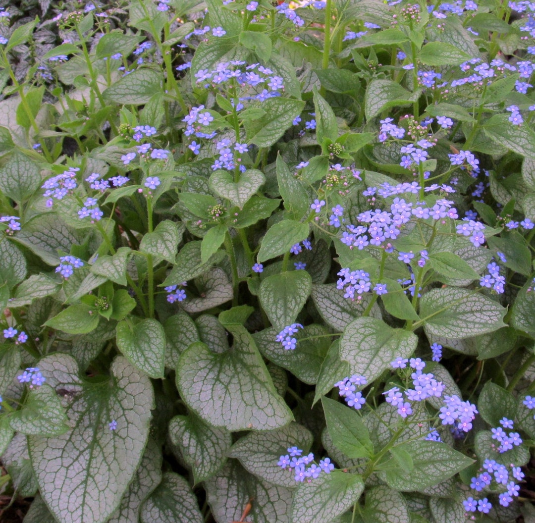 Brunnera 'jack Frost', Perennial Garden Plants, Live Shade Plants ...