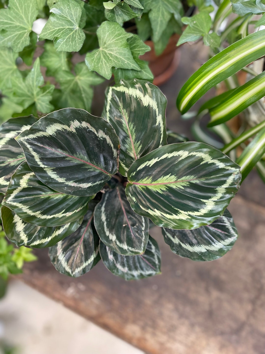 Calathea Medallion, Indoor House Plant Tropical Decor, Calathea Plant ...