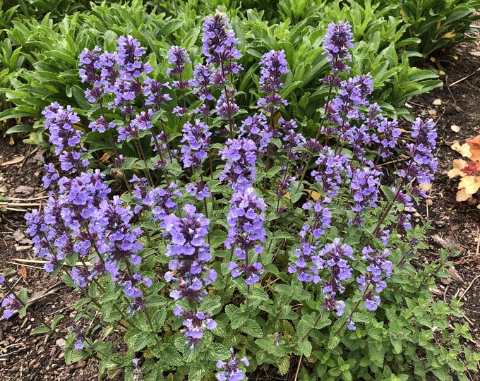 Nepeta 'purrsian Blue' Catmint, Live Perennial Herb Plant, Purple ...