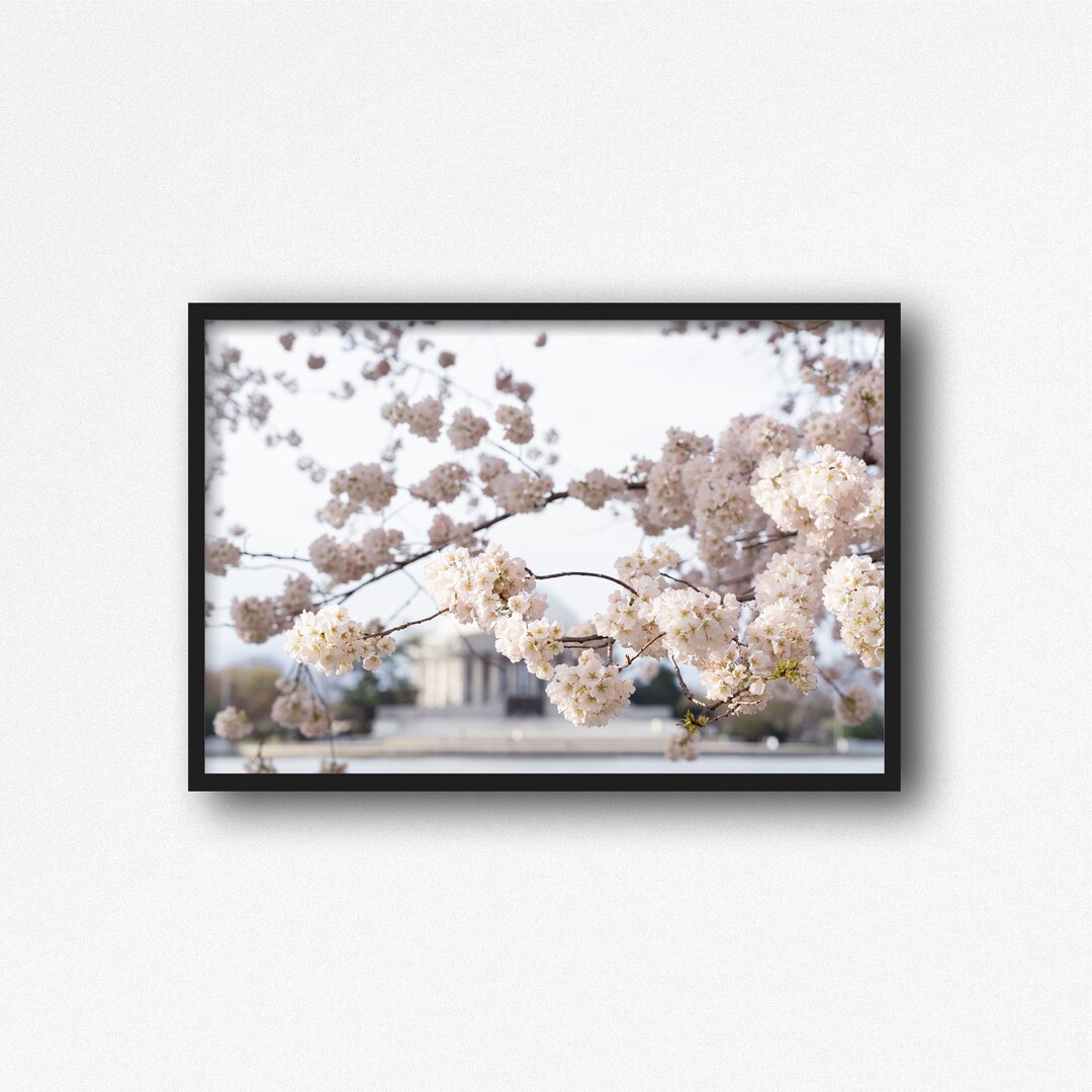 Digital Download. Washington D.C. Cherry Blossom Trees Photo. Tidal ...