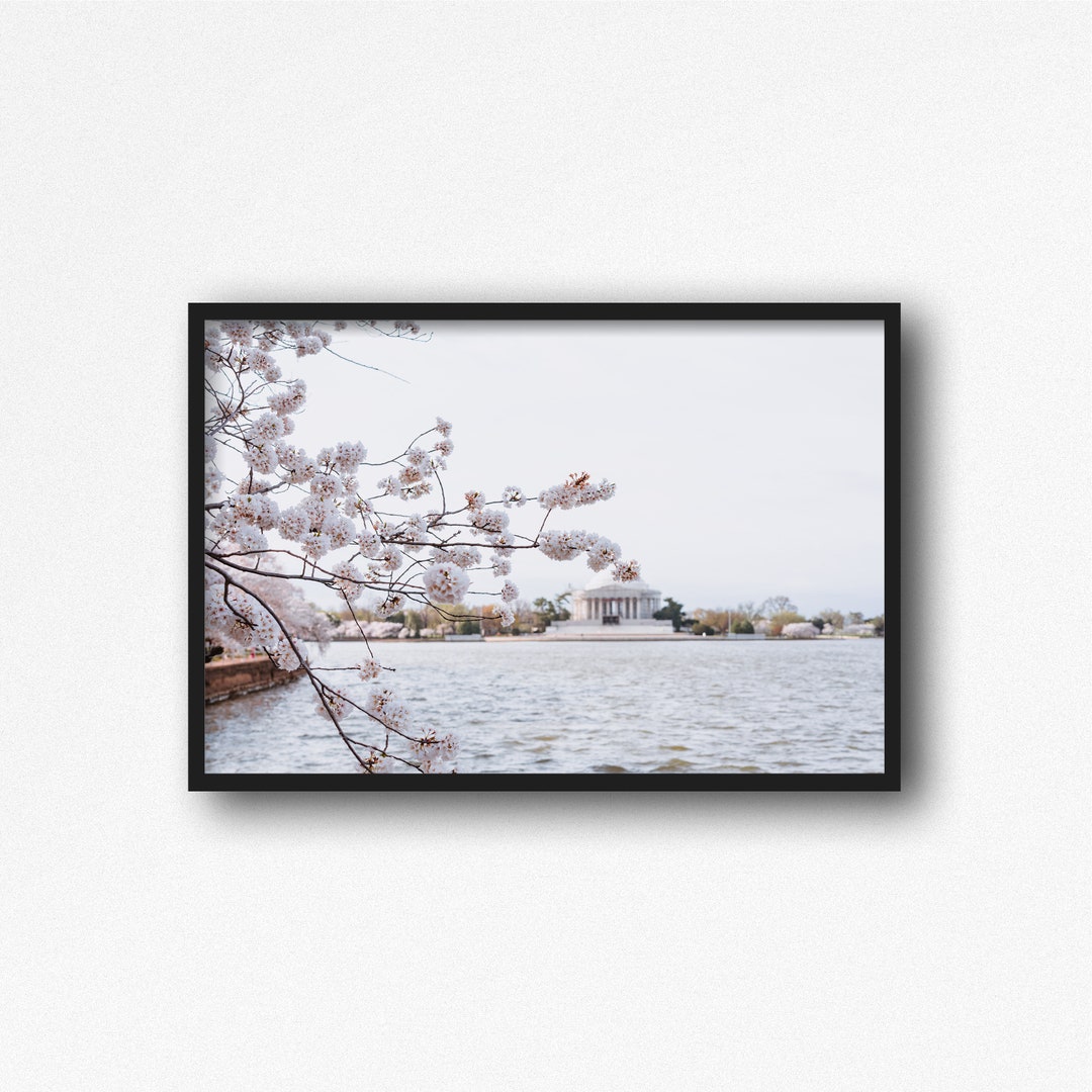 Digital Download. Washington D.C. Cherry Blossom Trees Photo. Tidal ...