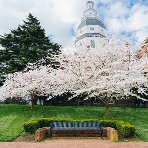 Digital Download. Downtown Annapolis. Maryland. Cherry Blossom Trees ...