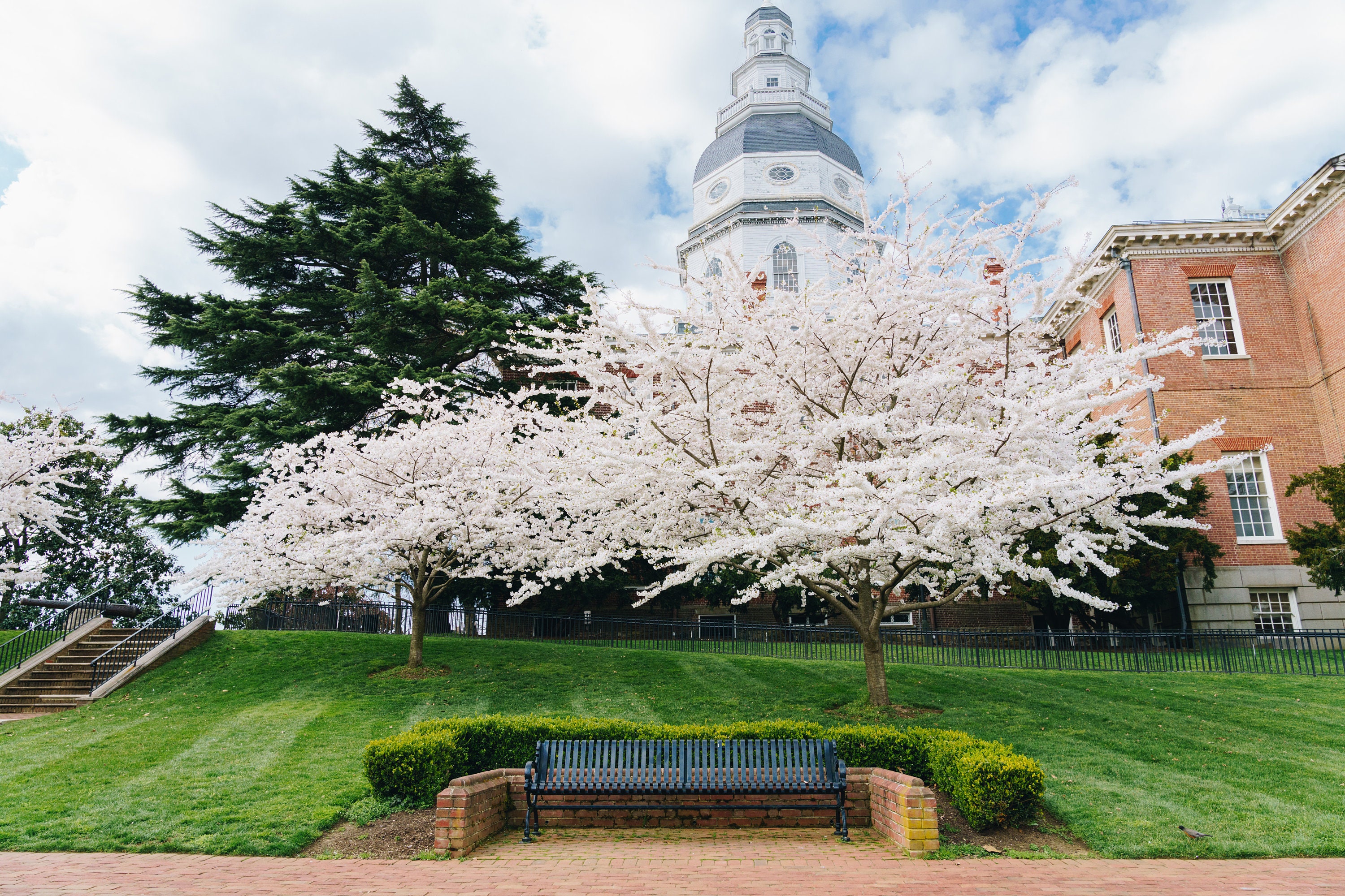 Digital Download. Downtown Annapolis. Maryland. Cherry Blossom Trees ...