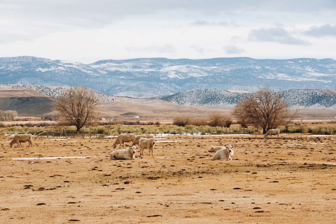 Cows Utah Farm Digital Download. Country Landscape Photo. Printable ...
