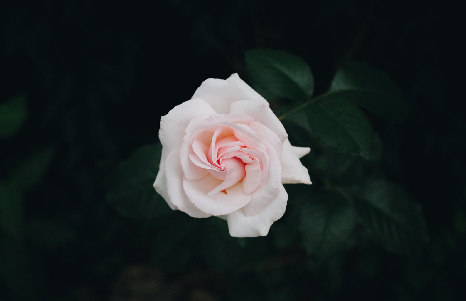 Digital Download. Single Rose Photo. Flower Wall Art. Nature Home Decor ...