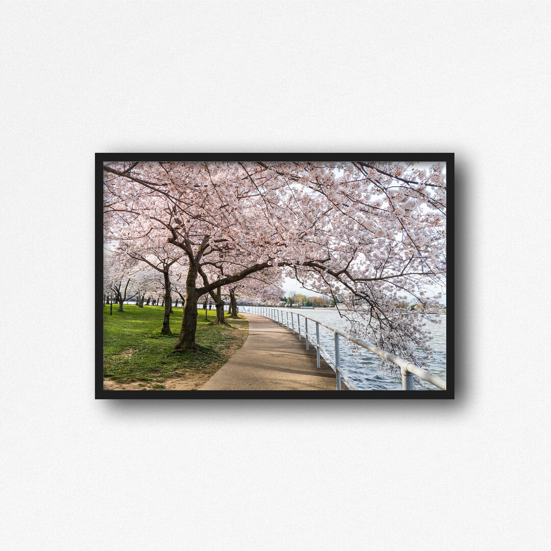 Digital Download. Washington D.C. Cherry Blossom Trees Photo. Tidal ...