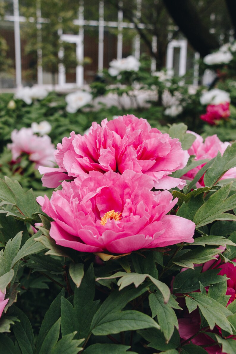 Digital Download. Japanese Tree Peonies Photo. Spring Nature Wall Art ...