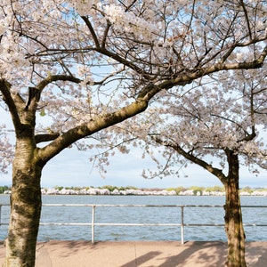 Digital Download. Washington D.C. Cherry Blossom Trees Photo. Tidal ...