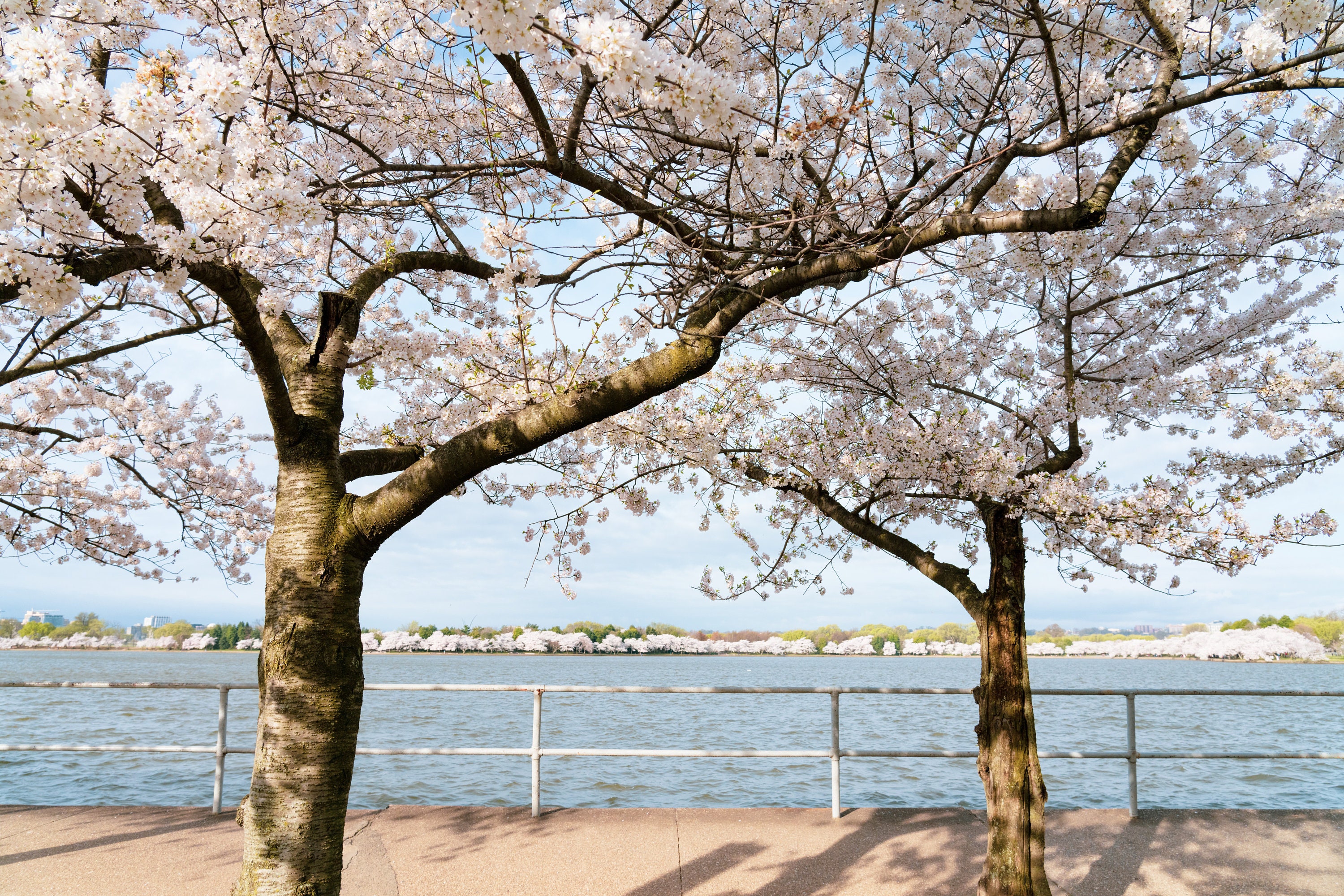 Digital Download. Washington D.C. Cherry Blossom Trees Photo. Tidal ...
