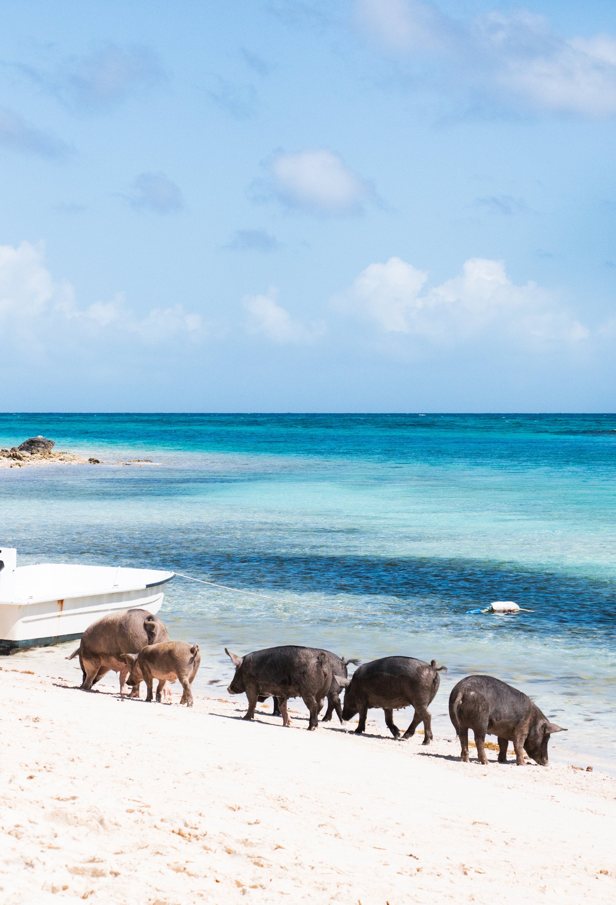Exuma Pigs Digital Download. Exuma Island Bahamas Beach Print. Island ...