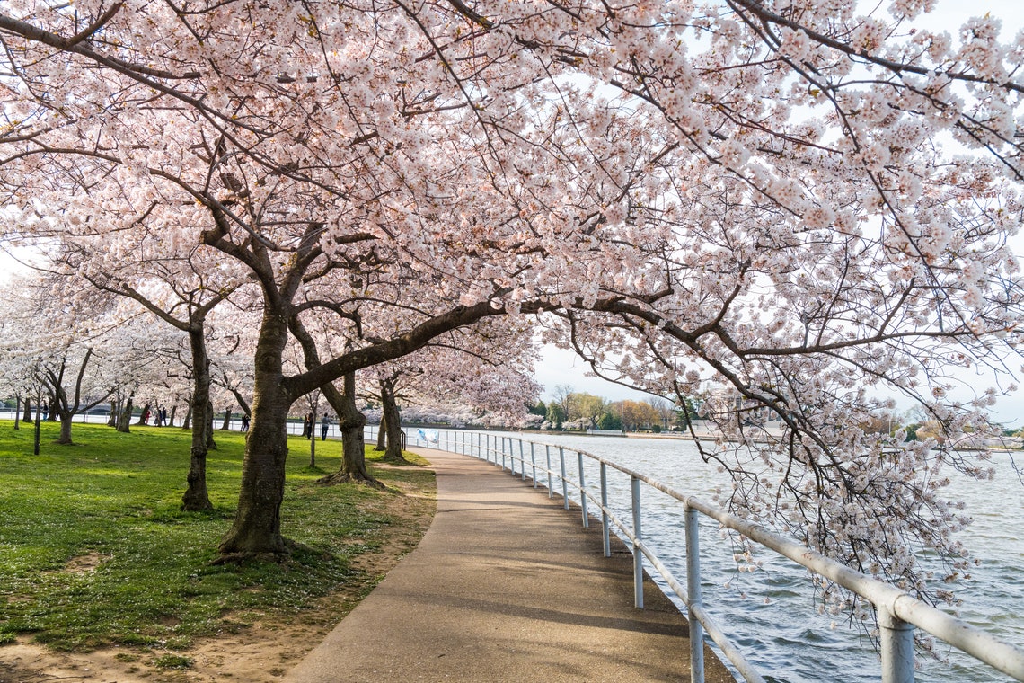 Digital Download. Washington D.C. Cherry Blossom Trees Photo. Tidal ...