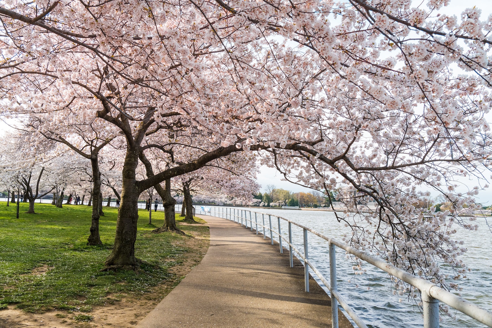 Digital Download. Washington D.C. Cherry Blossom Trees Photo. Tidal ...
