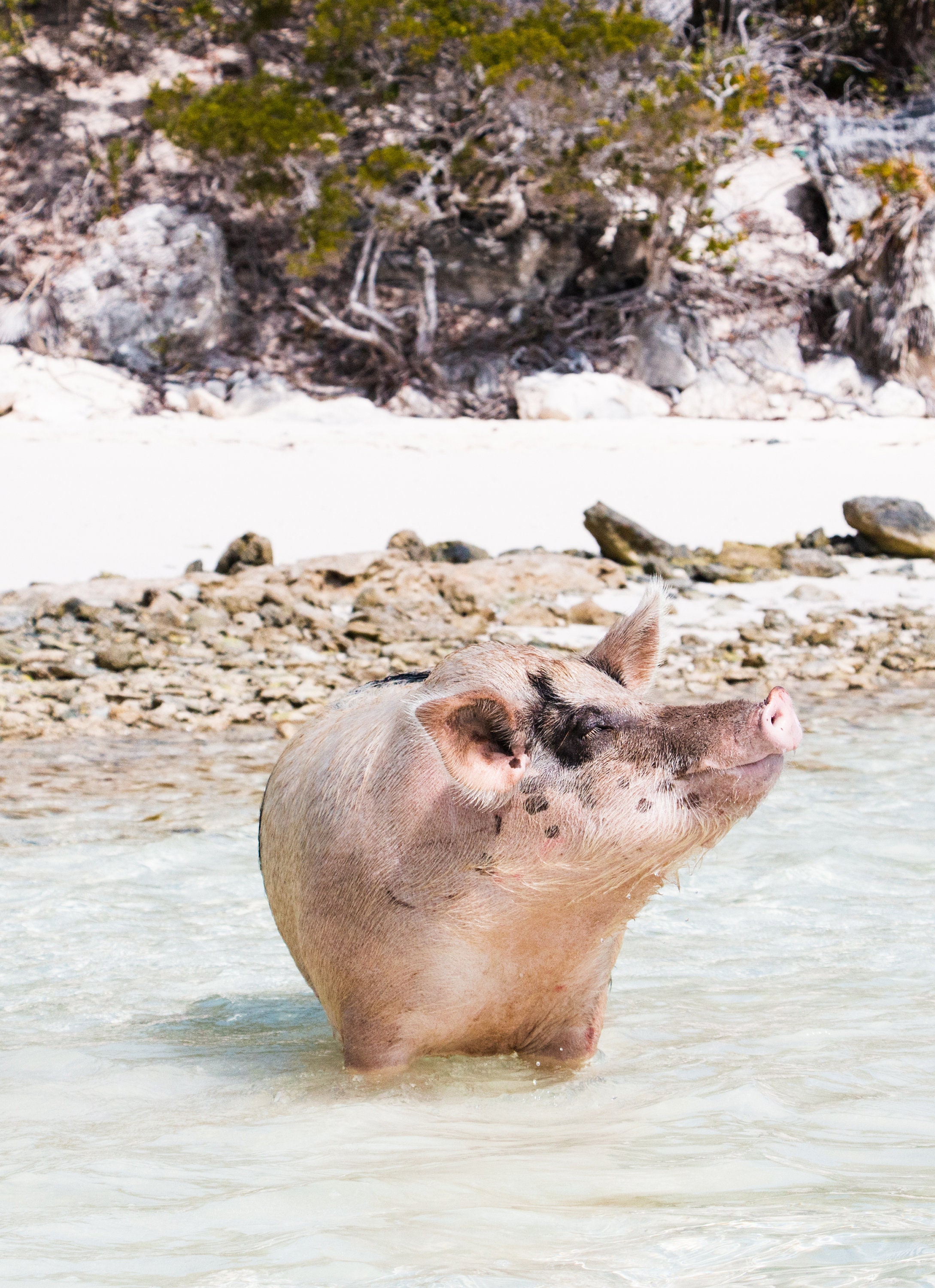 Exuma Pig Digital Download. Exuma Island Bahamas Beach Print. Island ...