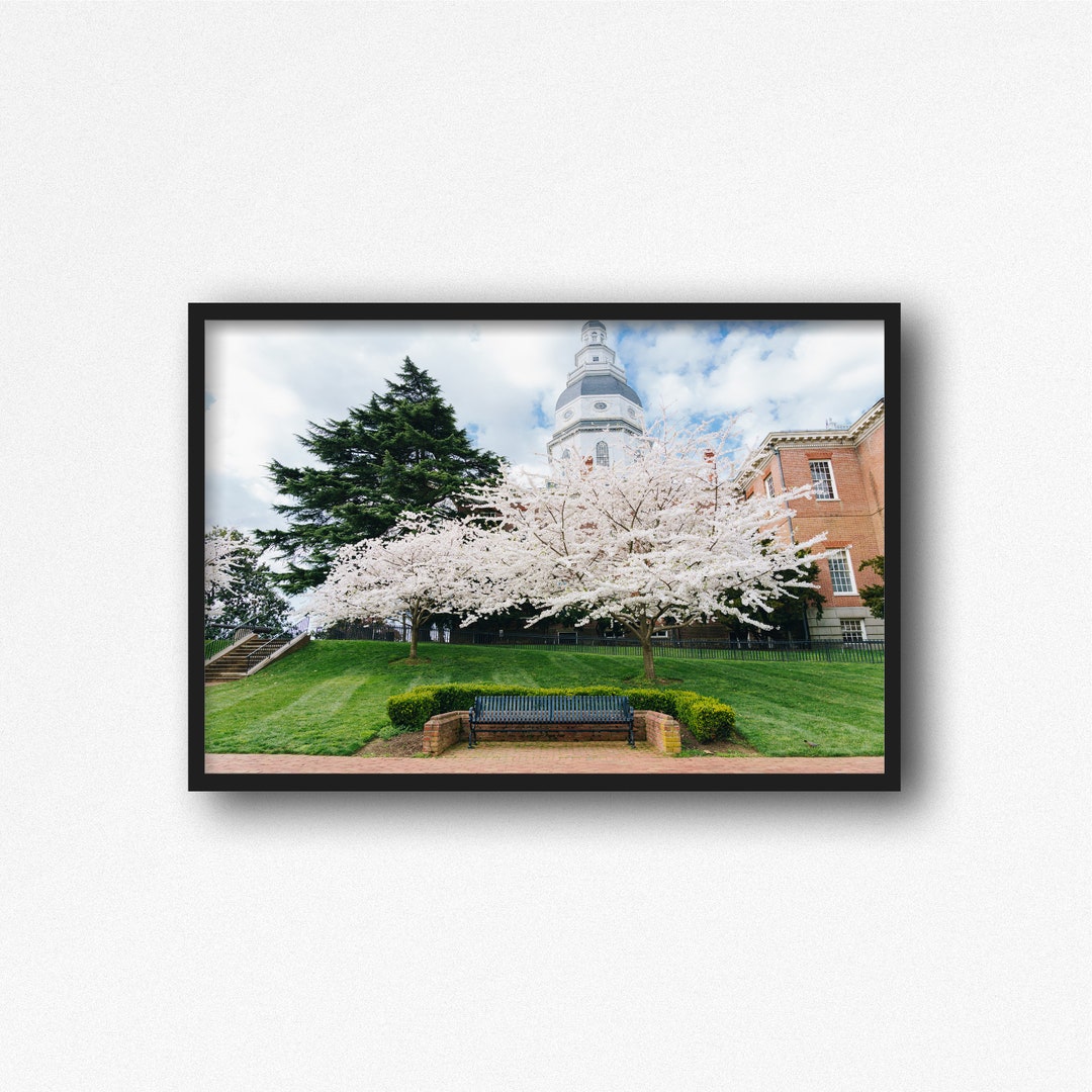 Digital Download. Downtown Annapolis. Maryland. Cherry Blossom Trees ...