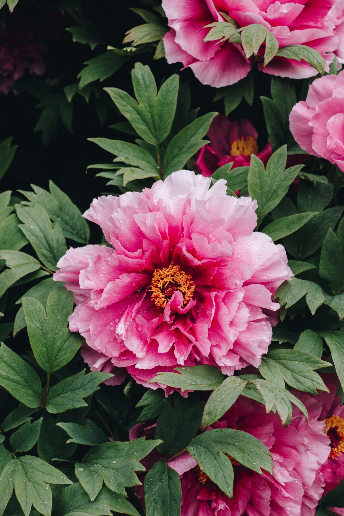 Digital Download. Japanese Tree Peonies Photo. Spring Nature Wall Art ...