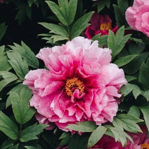 Digital Download. Japanese Tree Peonies Photo. Spring Nature Wall Art ...