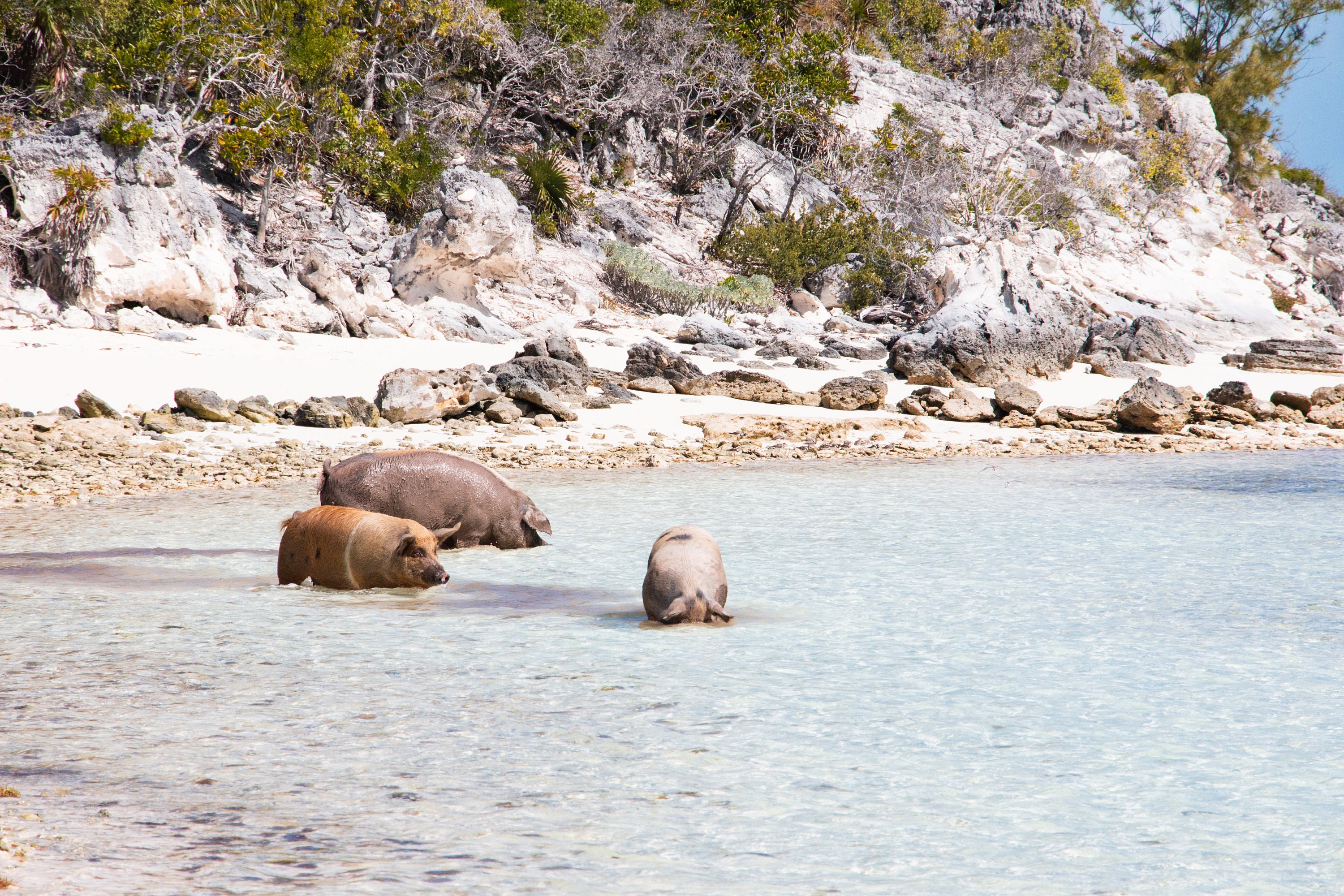 Exuma Pigs Digital Download. Exuma Island Bahamas Beach Print. Island ...