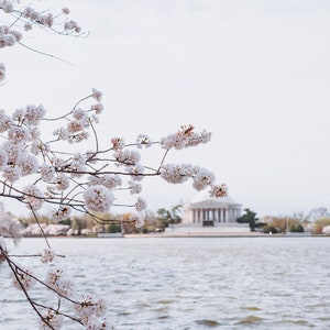 Digital Download. Washington D.C. Cherry Blossom Trees Photo. Tidal ...