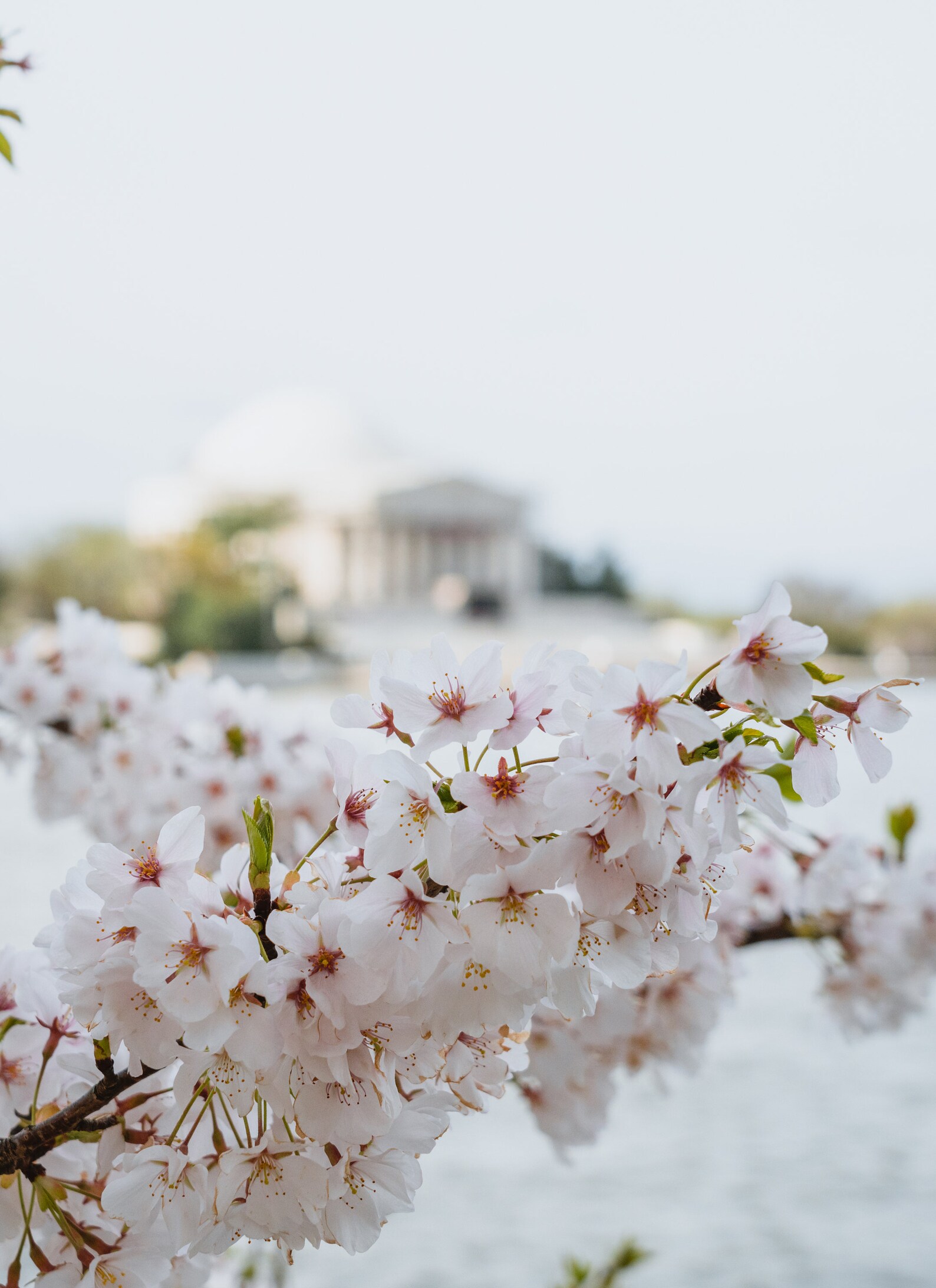 Digital Download. Washington D.C. Cherry Blossom Trees Photo. Tidal ...