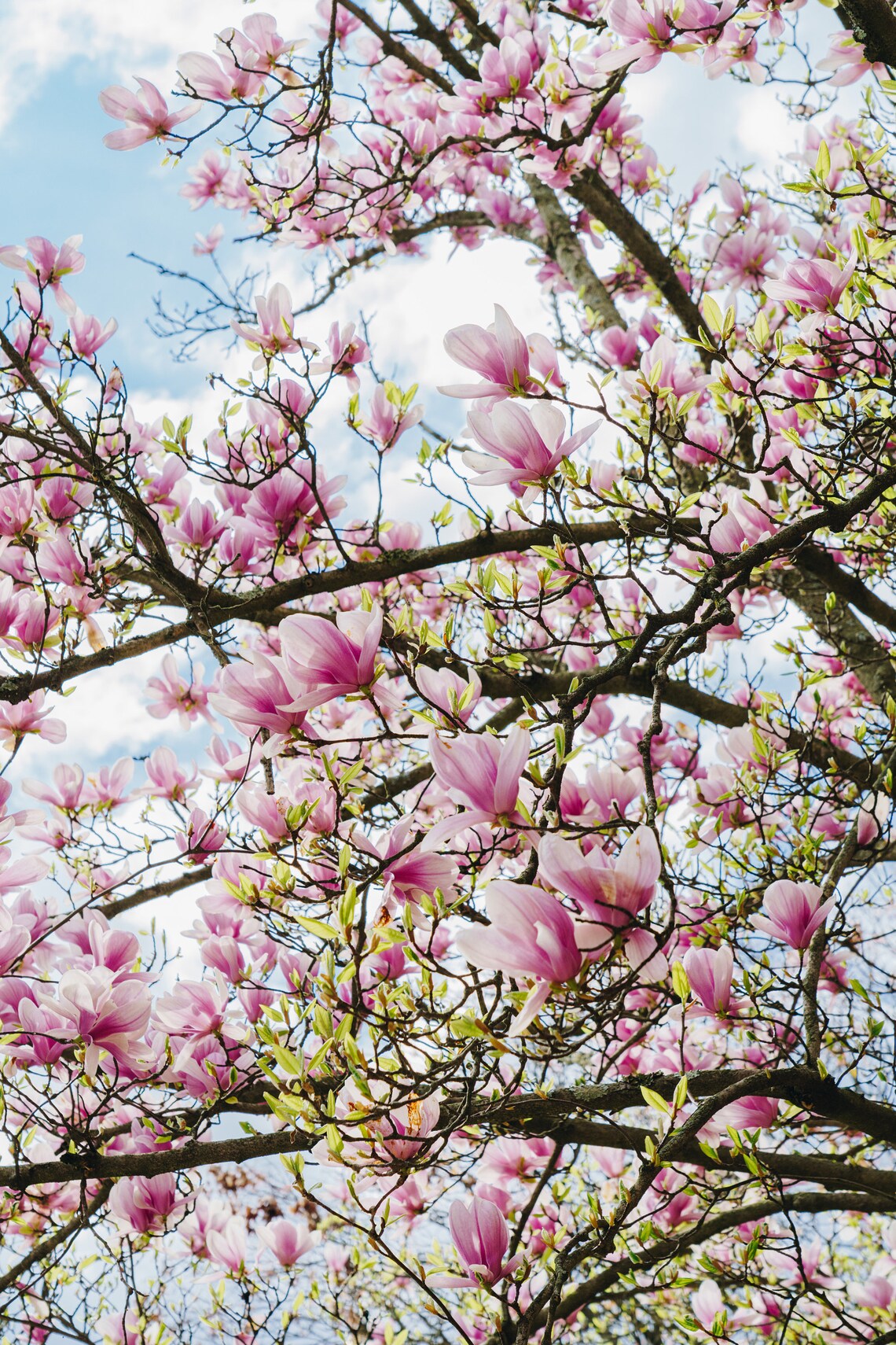 Digital Download. Magnolias Photo. Nature Photography. Spring Blooms ...