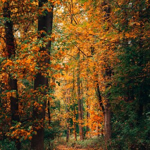 Autumn Trees Digital Download. Autumn Nature Hiking. Westchester, New ...