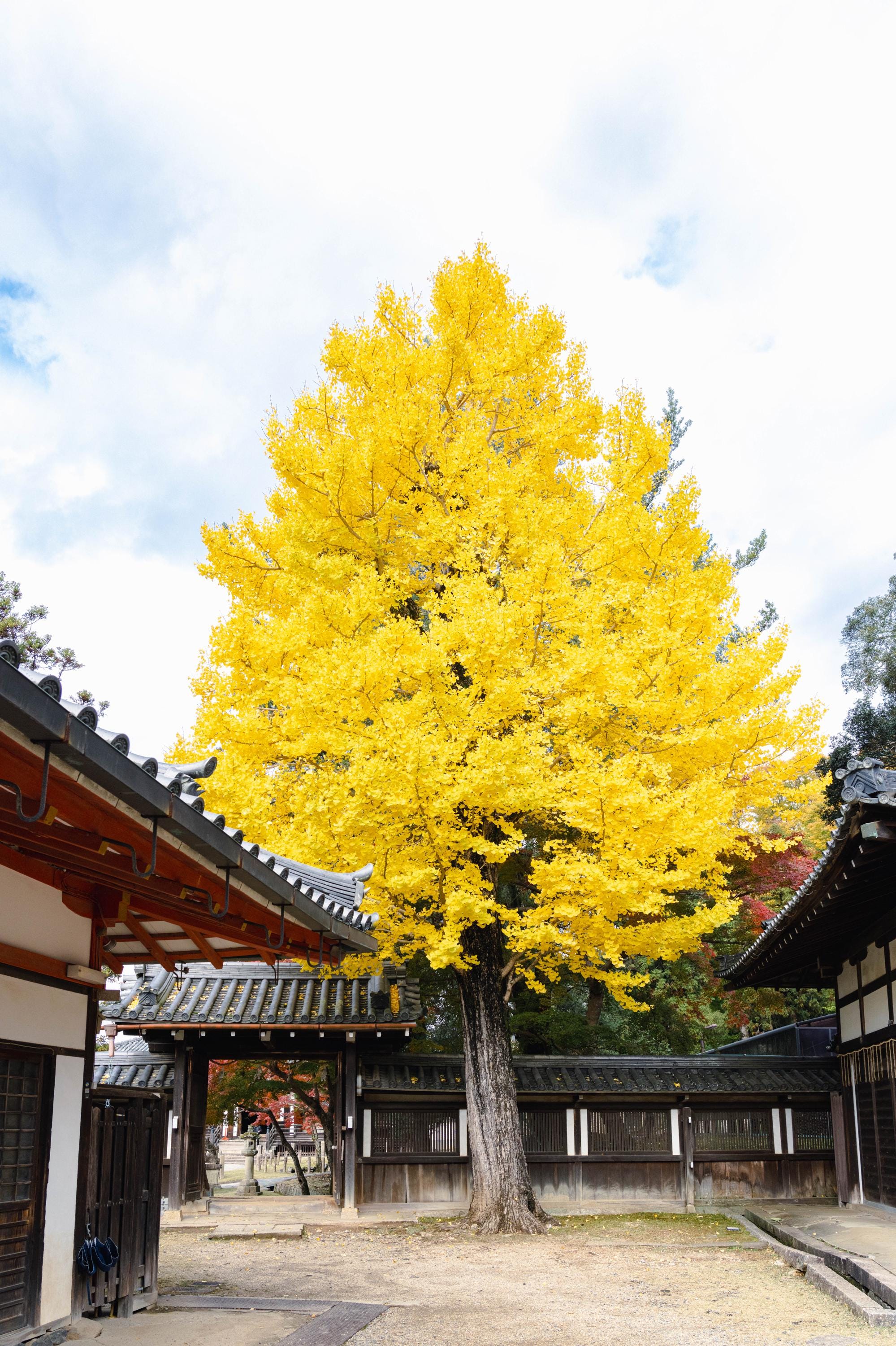 Ginkgo Tree Digital Download. Autumn in Nara, Japan Travel Photography ...