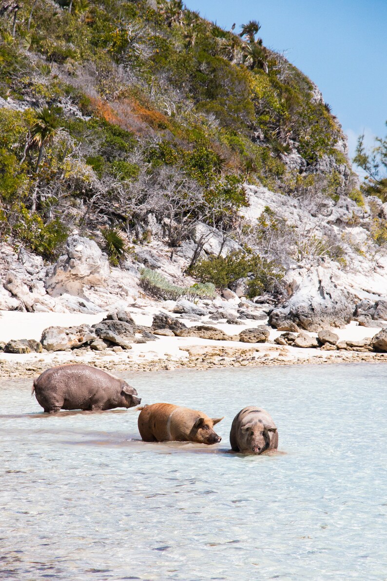 Exuma Pigs Vertical Digital Download. Exuma Island Bahamas Beach Print ...