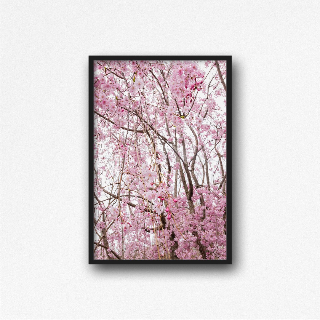 Digital Download. Willow Cherry Blossom Tree. Spring Nature Photography ...