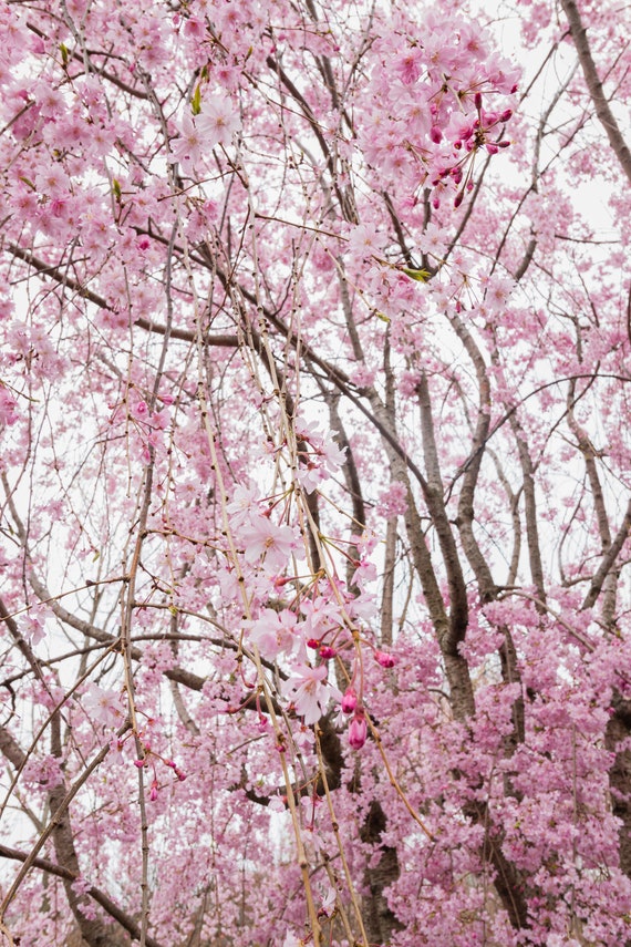 Cherry Tree Photography Nature