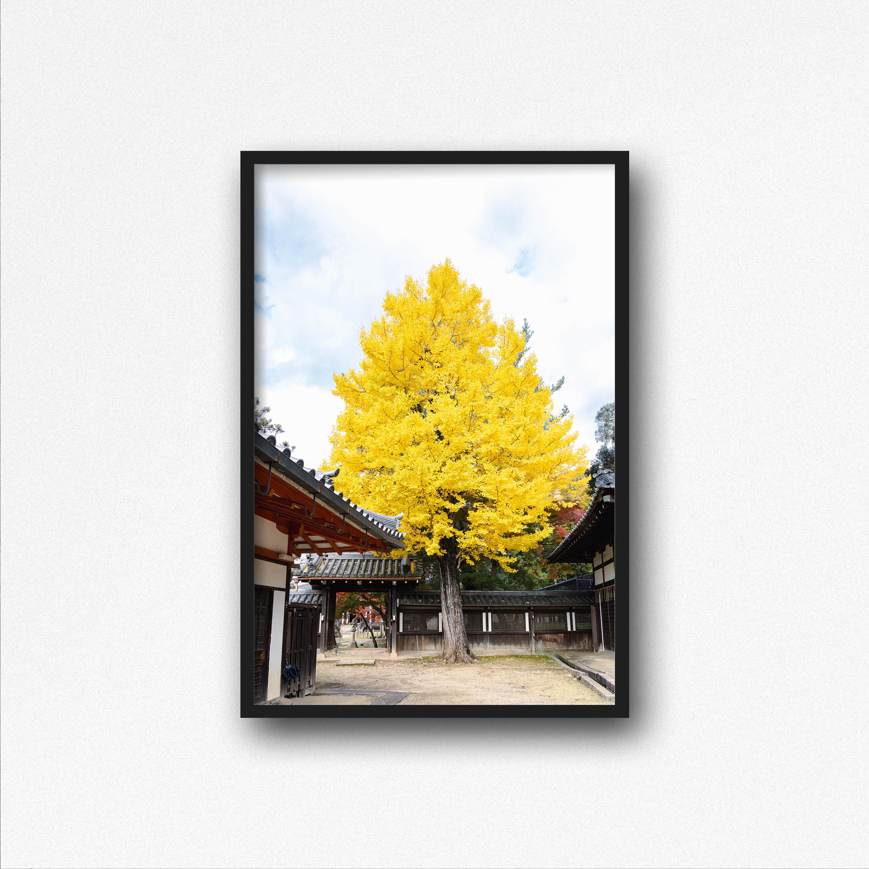 Ginkgo Tree Digital Download. Autumn in Nara, Japan Travel Photography ...